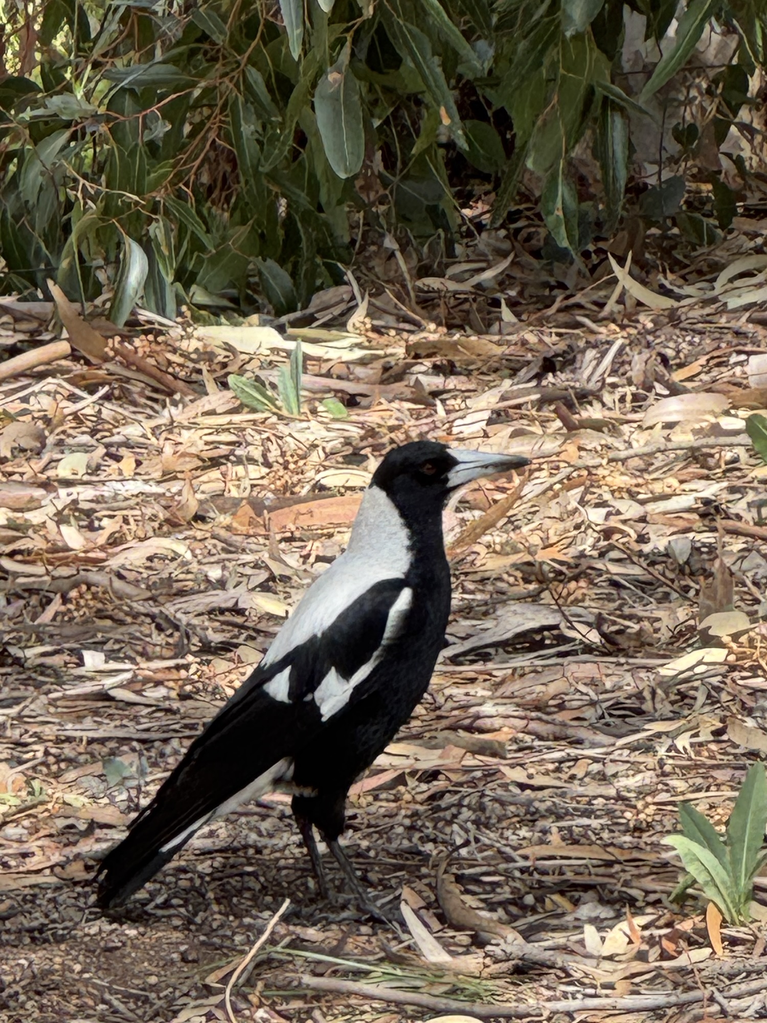 Magpies!!!😮 – oldfolkswithbikes